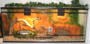 Exposé Sur Les Reptiles – Reptiles Zoo