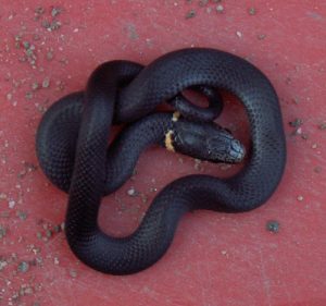 Petit Serpent Domestique Bleu – Reptiles Zoo