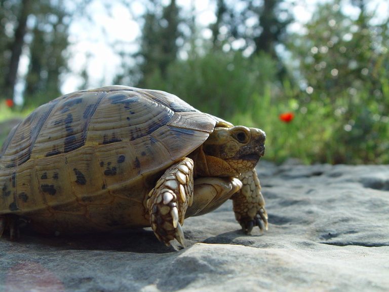 Tortue Hermann : Découvrez cette Espèce Fascinante et Adoptez votre ...